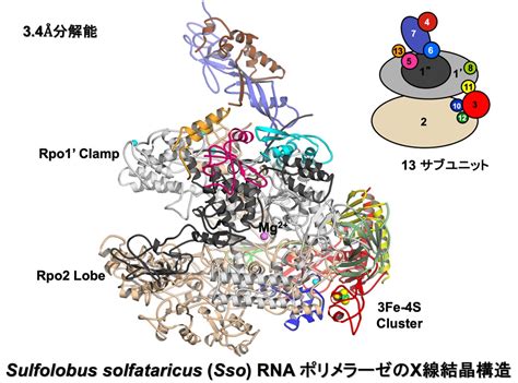 平田研究室 徳島大学理工学部 自然科学コース 生物科学分野 大学院創成科学研究科 理工学専攻 自然科学コース 生物科学講座