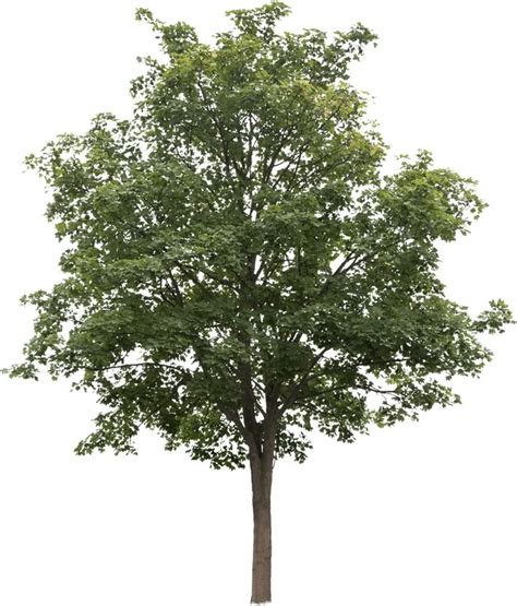Pin By Auo A On 오브젝트 식물 Tree Photoshop Tree Render Trees To Plant