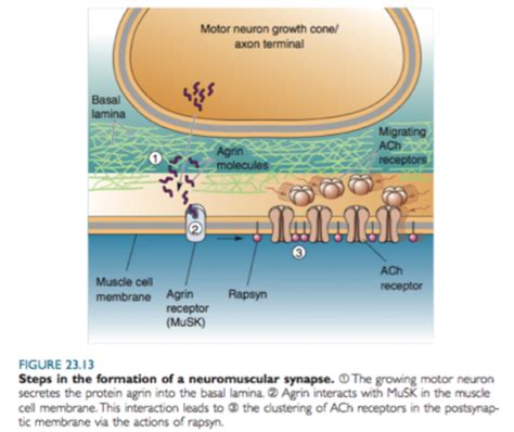 Chapter 23 Flashcards Quizlet