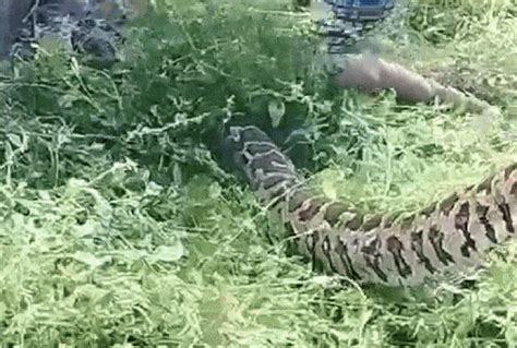 Viral Video Elderly Man Boy Bravely Rescue Giant Python In Karnataka