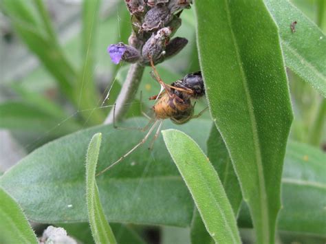 Bugblog Theridiidae Cobweb Weavers