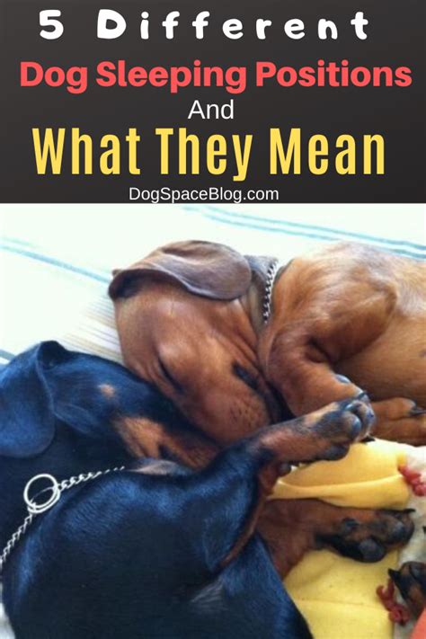 5 Different Dog Sleeping Positions And What They Mean Artofit