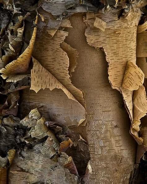39 Tree Bark Ideas Tree Bark Tree Patterns In Nature