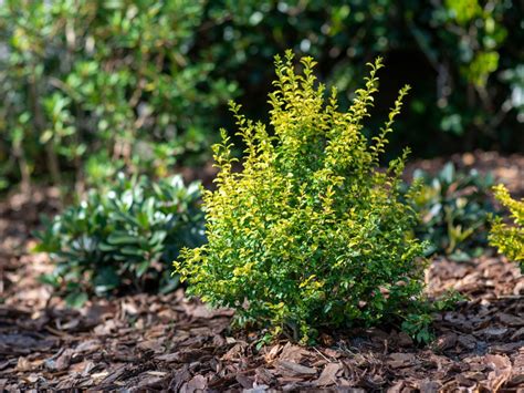 Alternatives To Boxwood Plants To Replace Boxwood In The Landscape
