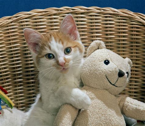 Cat Teddy Bear Atelier Yuwa Ciao Jp