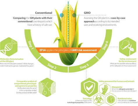 Frontiers Risk Assessment Considerations For Genetically Modified