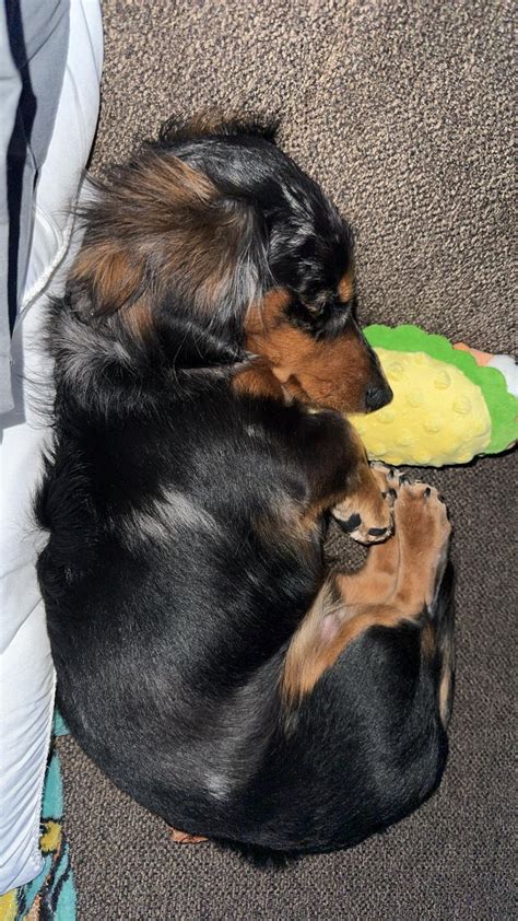 Almost 7 Month Old Mini Doxie Rdachshund