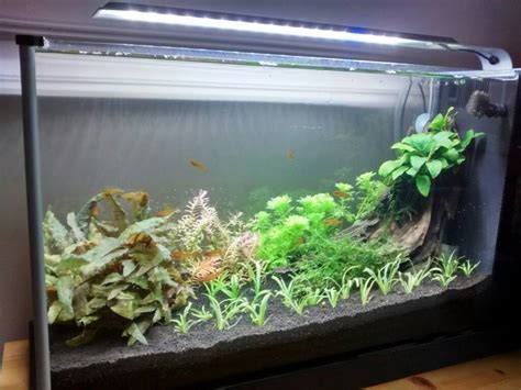 Using Tropica Aquarium Soil Powder Uk Aquatic Plant Society