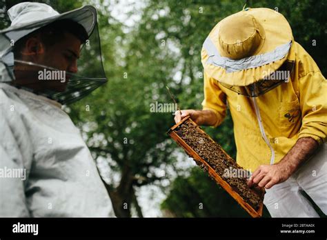 Work On Apiary Stock Photo Alamy