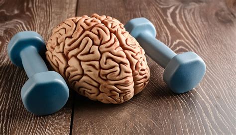 Brain Exercise Concept Model Brain With Two Dumbbells On The Table