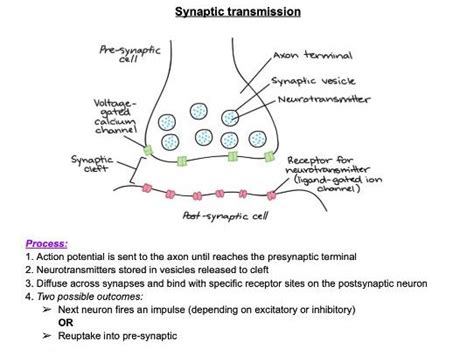 A Level Aqa Psychology Paper 2 Biopsychology Teaching Resources