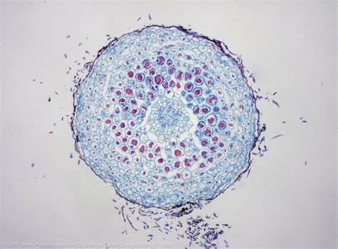 10 Ways Organic Improves Soil Health Rodale Institute