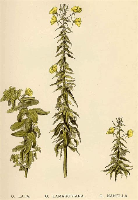 Mutation Theory Of Evolution Post Darwinian Anthropology Optional