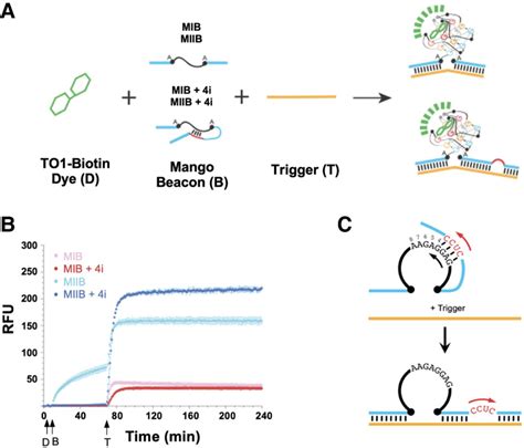 Turn On Rna Mango Beacons For Trans Acting Fluorogenic Nucleic Acid Detection