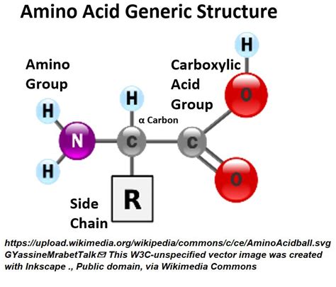 Amino Acid Metabolic Routes Chart Wymhacks