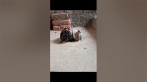 ভিডিওটা আমার ছোটো ভাই বানিয়েছে কেমন হয়েছে কমেন্ট করুন Youtube