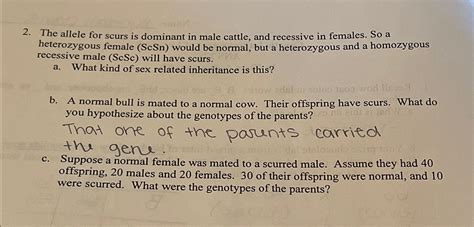 Solved The Allele For Scurs Is Dominant In Male Cattle And