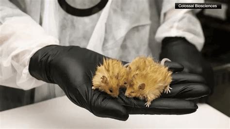Scientists Create Woolly Mice Genetically Modified Mice With Woolly