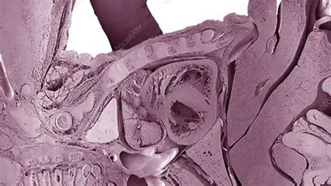 Mouse Embryo Sem Stock Video Clip K0072753 Science Photo Library