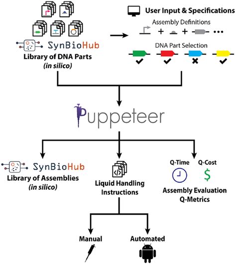Automated Dna Assembly At Katharine Gillis Blog