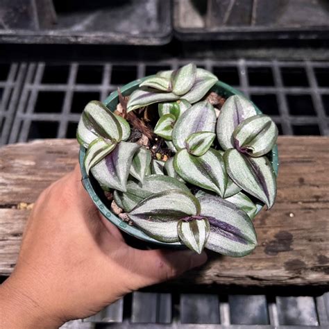 紫背鴨拓草4吋觀葉植物吊竹草日本白斑龜鹿角蕨龜背芋斑葉彩葉芋淨化空氣琴葉榕婚禮小物室內植物 蝦皮購物