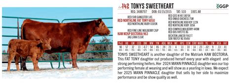Lot 142 Schweitzer Red Angus Annual Production Sale Dvauction