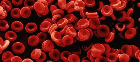 Leukocytes Under Microscope