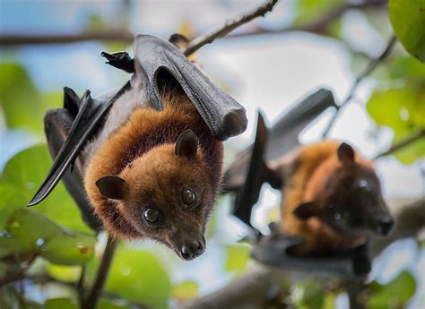 Are Bats Mammals Worldatlas