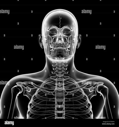 Skull And Neck Bones Piereka