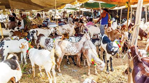 Mumbai Ahead Of Bakrid Thieves Strike At Goat Market