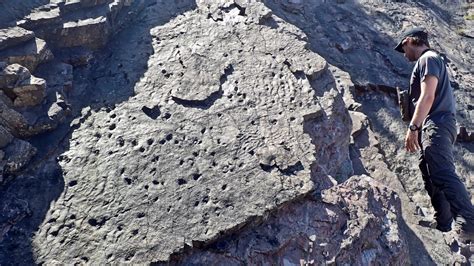 Worlds Oldest Known Fossilized Forest Discovered In England