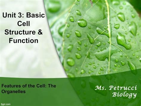 Pdf 7 2 Eukaryotic Cell Structure Dokumentips