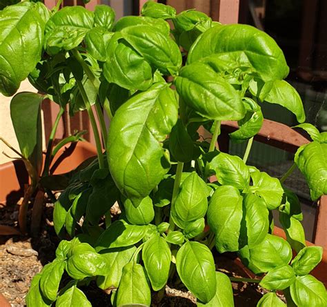Gourmet Camping Holidays Basil