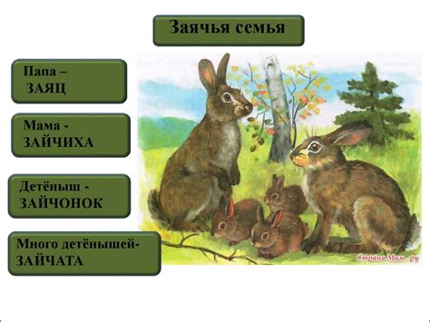 Заяц - презентация онлайн