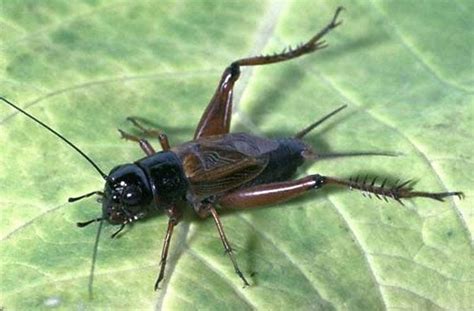 Field Cricket Alchetron The Free Social Encyclopedia