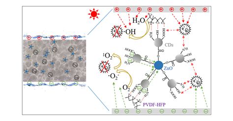 Znocarbon Dot Nanoparticles Stimulating The Antibacterial Activity Of