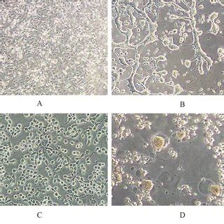 Plaque Reduction Assay And The Effective Dose Ed 50 Of The Various Download Scientific