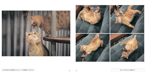 声優・花江夏樹、愛猫撮影「朝5時がベスト」 写真集「こんぺいとみそ」刊行47news（よんななニュース）：47都道府県52参加新聞社と共同