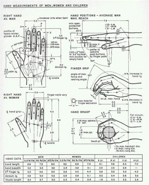 Hand Measurements Concept Diagram Design Human Dimension