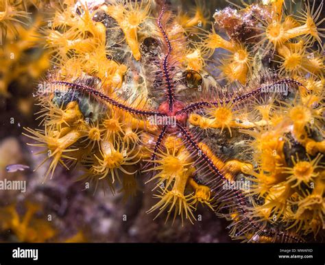 Ophiothrix Suensoni Suenson S Brittle Star Or The Sponge Brittle Star Is A Species Of Marine