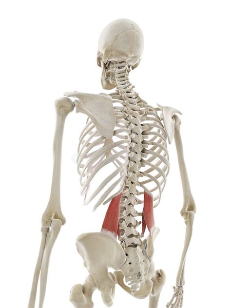 The Quadratus Lumborum Stock Illustration Illustration Of Blue 72487596