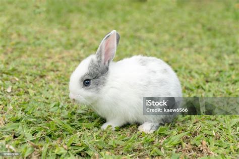 신선한 녹색 잔디 배경에 앉아 작은 흰색 회색 토끼를 닫습니다 귀 부분에 대한 스톡 사진 및 기타 이미지 귀 부분 귀여운 눈 신체 부분 Istock
