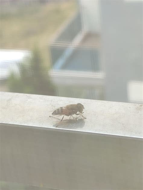 What Type Of Bee Is This Whats The Stripey Round Thing On Its Head Rbees What Type Of Bee Is This Whats The Stripey Round Thing On Its Head Rbees