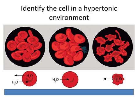 PPT Hypertonic Vs Hypotonic PowerPoint Presentation Free Download ID 1974033