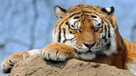 Russia To Recount Amur Tigers