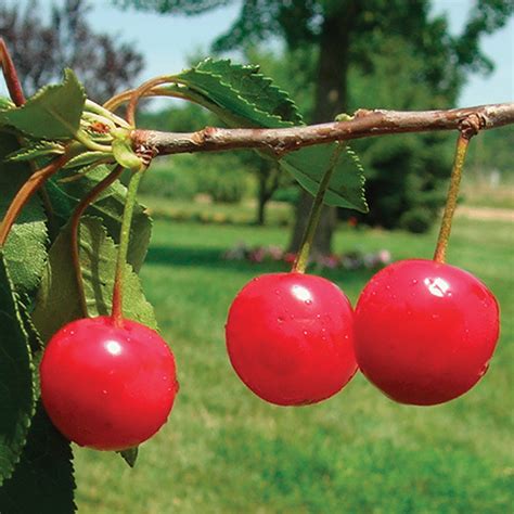 Dwarf Cherry Fruit Trees Dwarf Patio Sunburst Cherry Tree