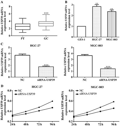 Usp39 Was Overexpressed And Promoted Cell Proliferation In Gastric