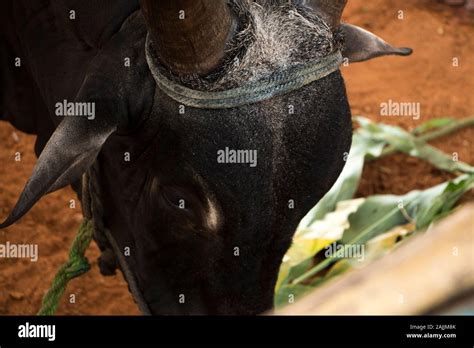 Close Up Face Of Indian Heritage Kangayam Bull At Coimbatore Stock