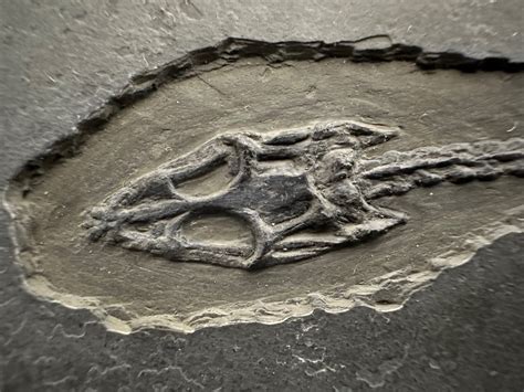 Meeresreptil Fossil Matrix Keichousaurus Sp Model 19 Cm 34 Cm