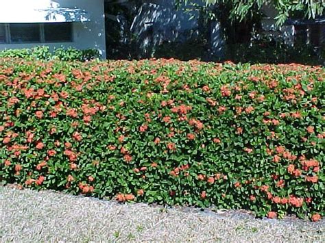 16 Privacy Plants Texas Nishakeegan